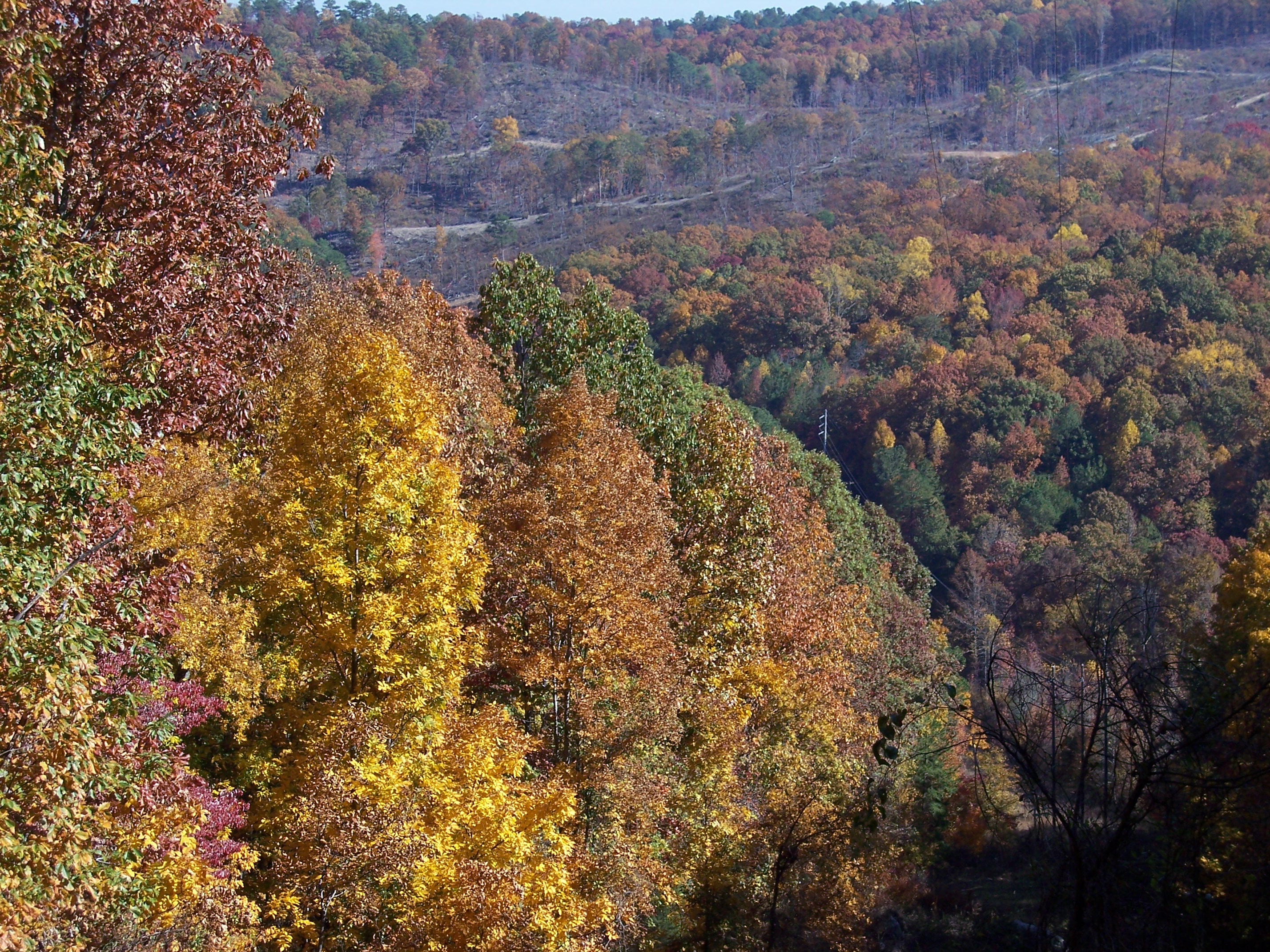 Alabama Land For Sale | Eddie Stone | REALTOR & Registered Forester